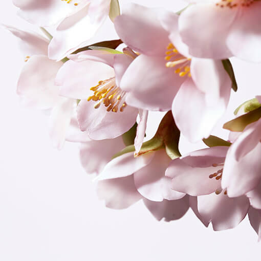 Day Emulsion - WHITE LUCENT | SHISEIDO